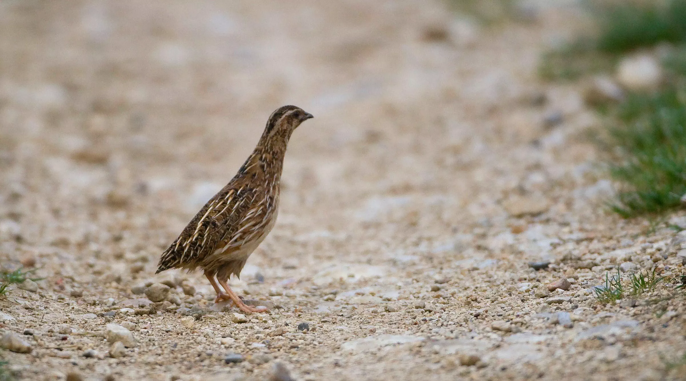 Suivi de la reproduction de la Caille des blés dans la Marne ...
