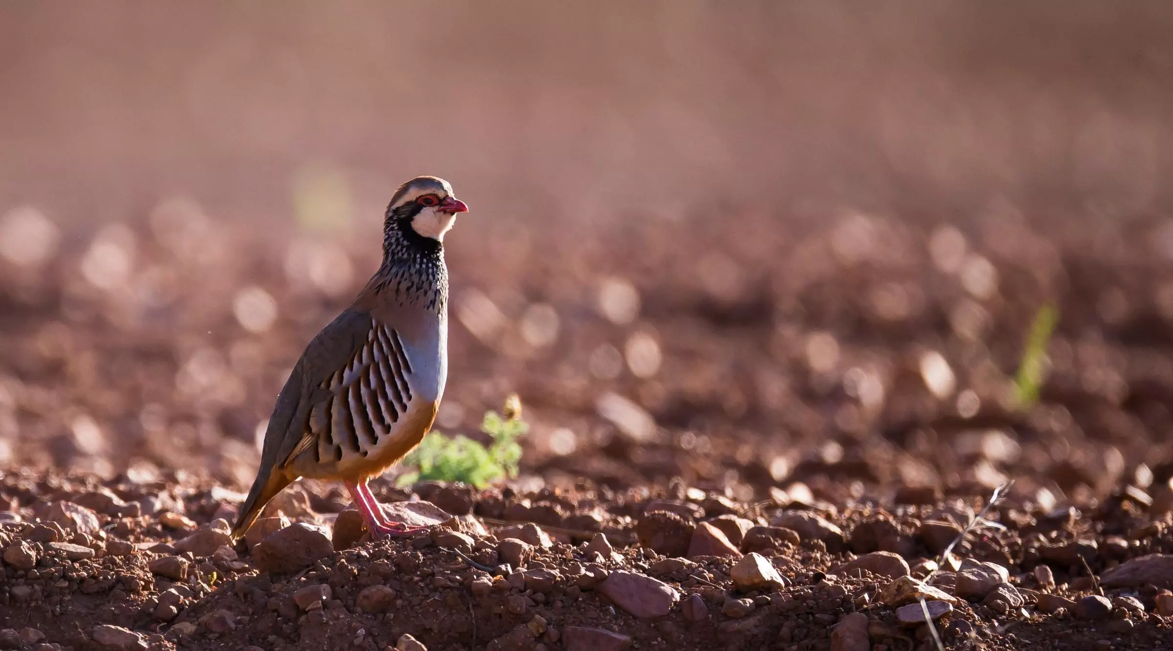 Gestion de la perdrix rouge en Corse - Fédération Nationale des Chasseurs