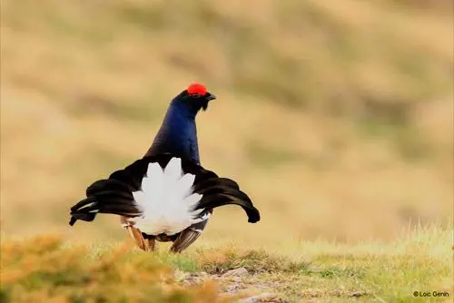 Suivi de la reproduction des Galliformes de montagne en Savoie ...