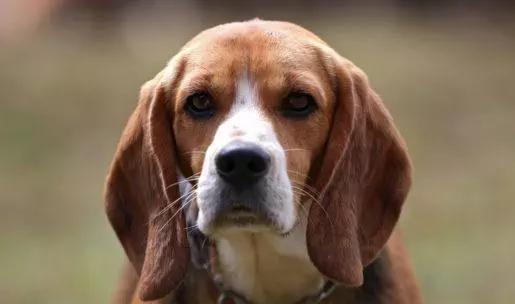 Les chiens de chasse - Fédération Nationale des Chasseurs