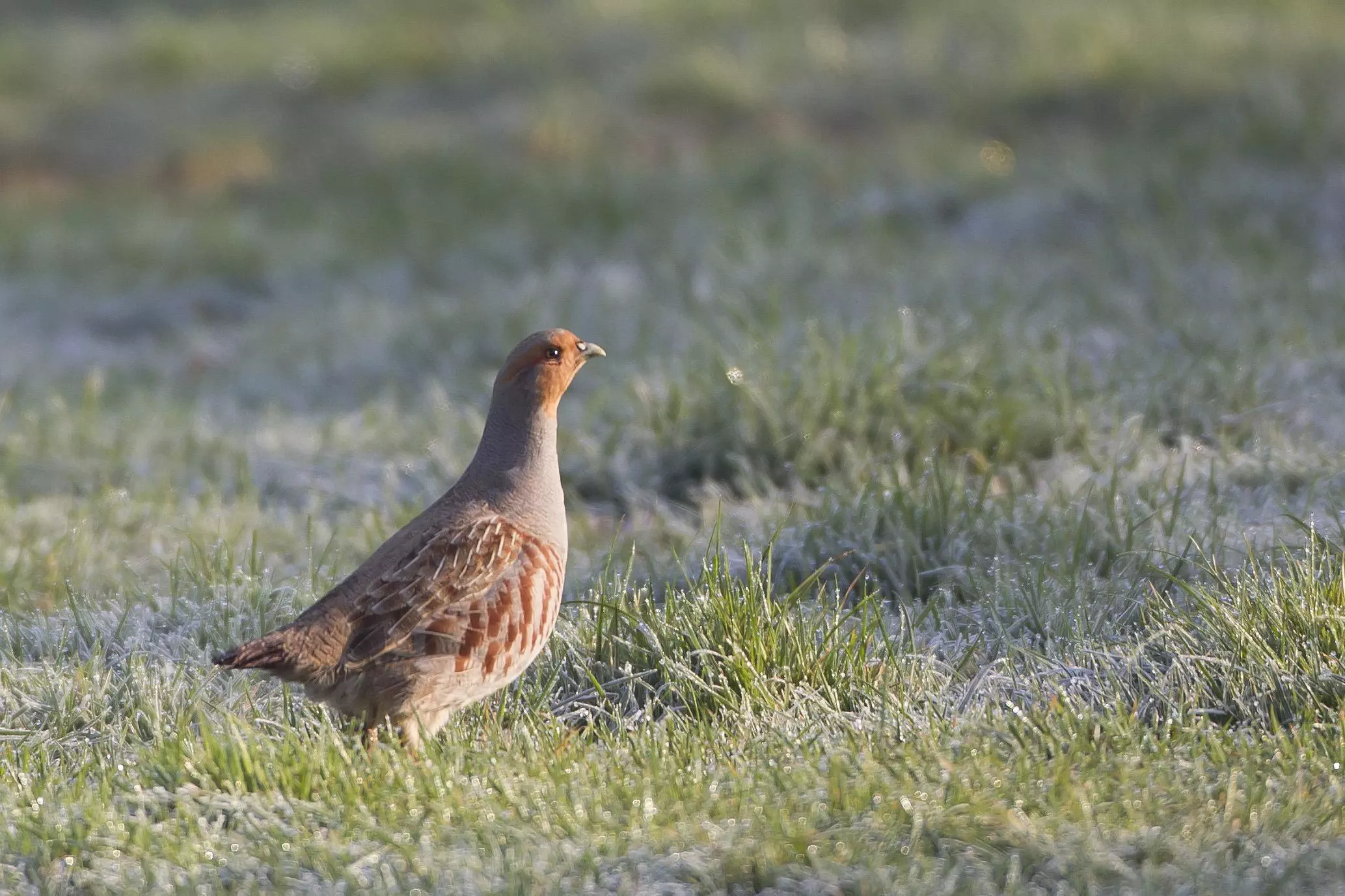 Réintroduction de perdrix grise dans les Deux-Sèvres - Fédération ...