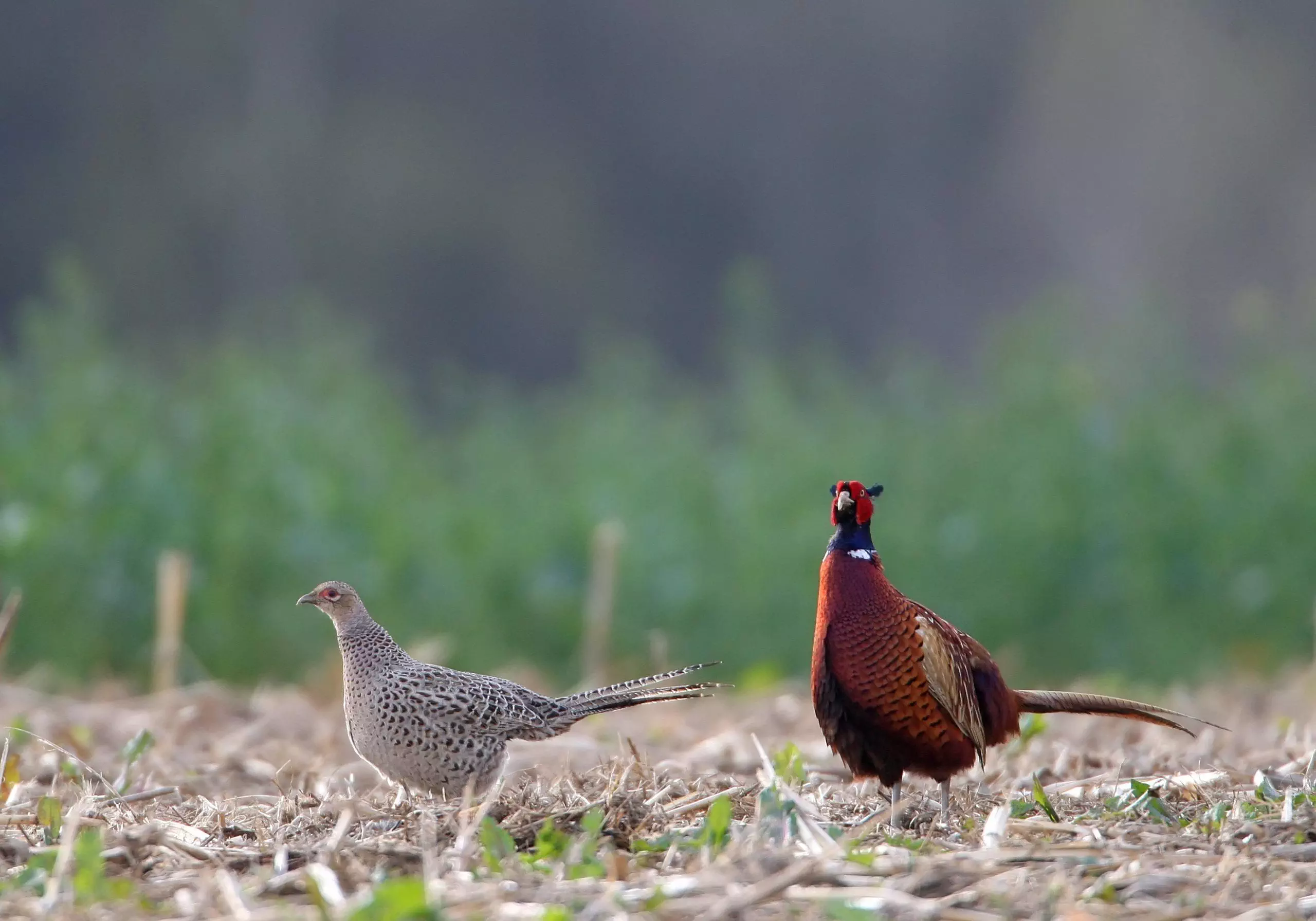 Suivi du Faisan Commun - Fédération Nationale des Chasseurs