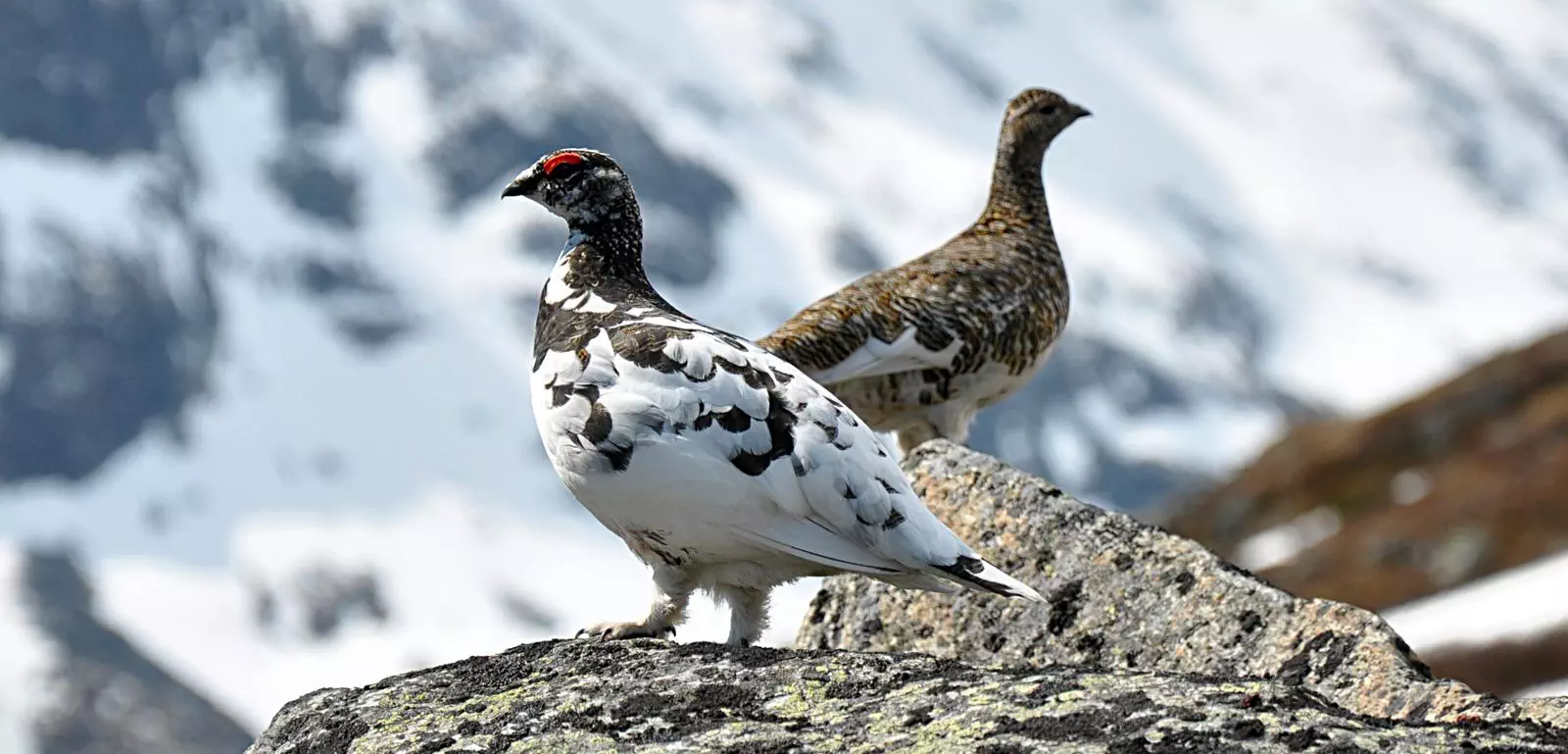 L’acharnement contre la chasse des galliformes de montagne continue ...