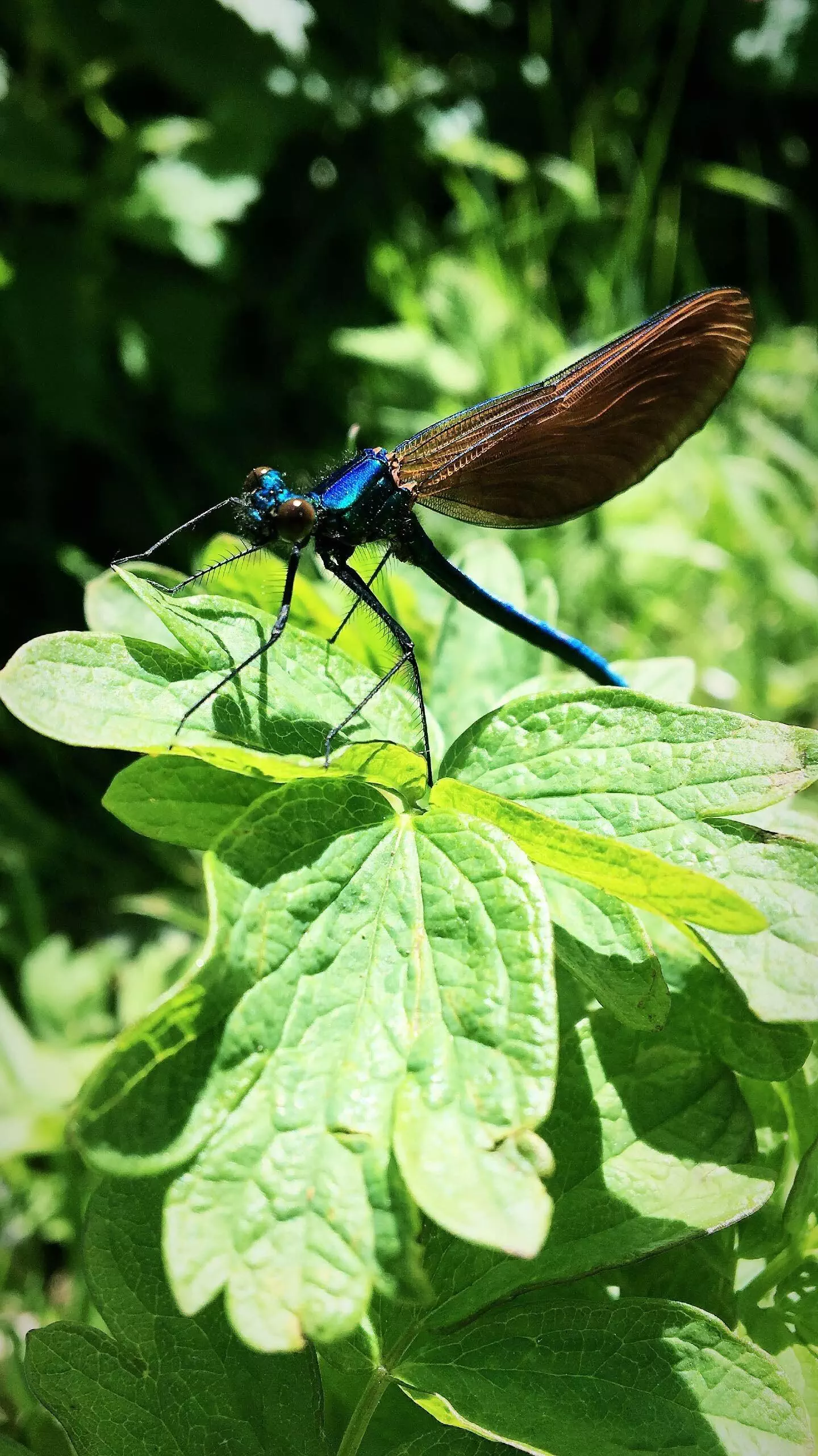 Mares de chasse, continuités écologiques et maintien des populations de ...