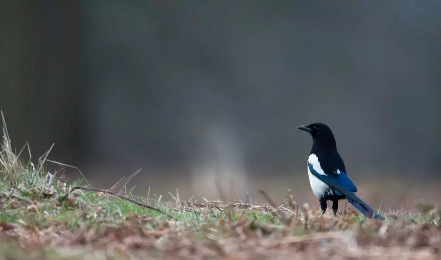 Classements ESOD : remobilisons-nous ! - Fédération Nationale des Chasseurs