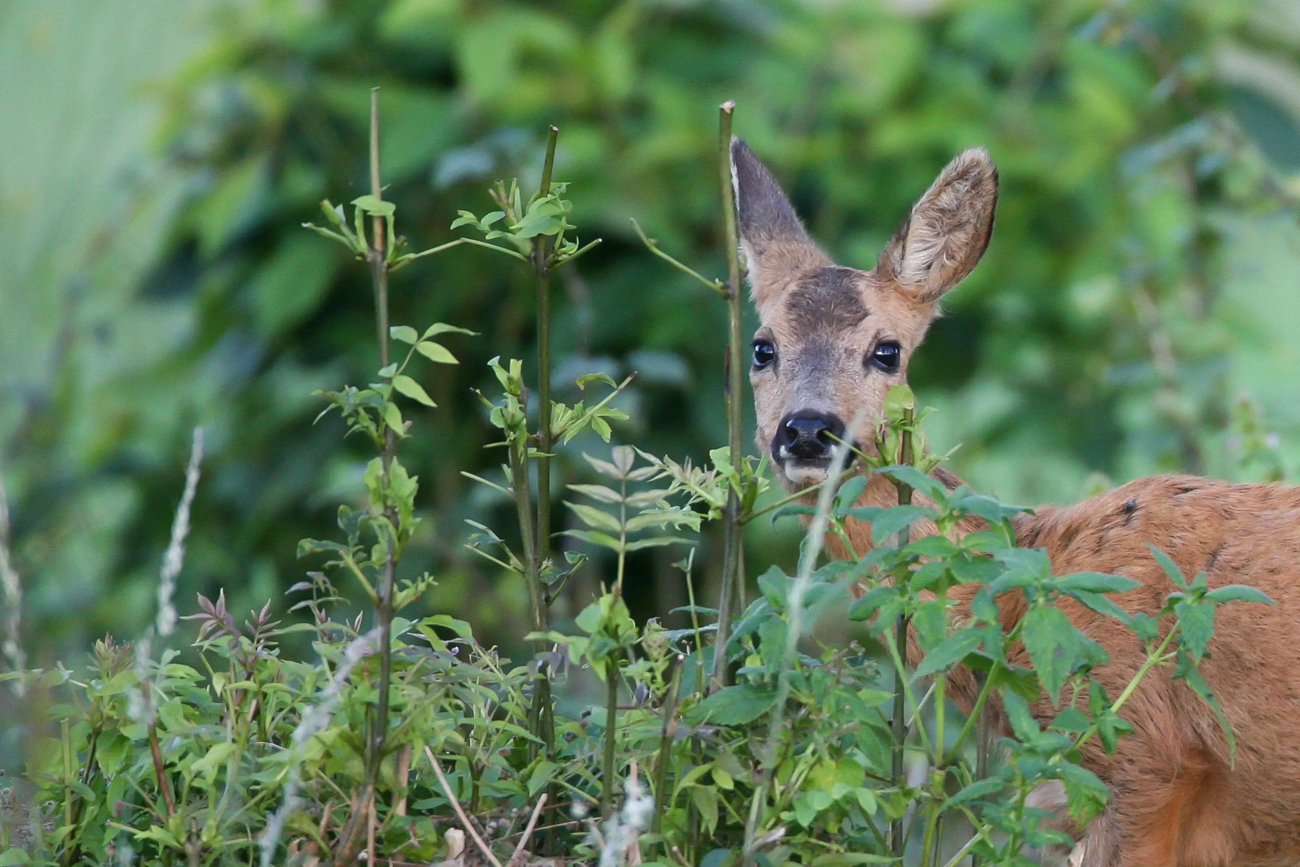 Équilibre forêt-gibier : de quoi s'agit-il ? - Fédération Nationale des ...