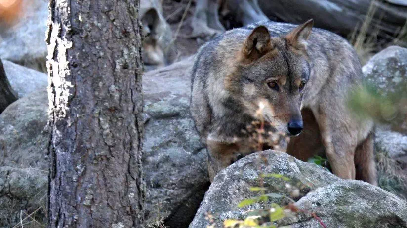 La chasse, une passion à partager | FNC